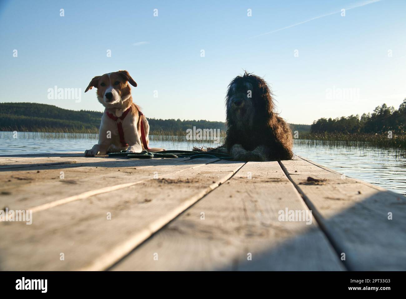 Dog lovers lying on a jetty and looking at the lake in Sweden ...