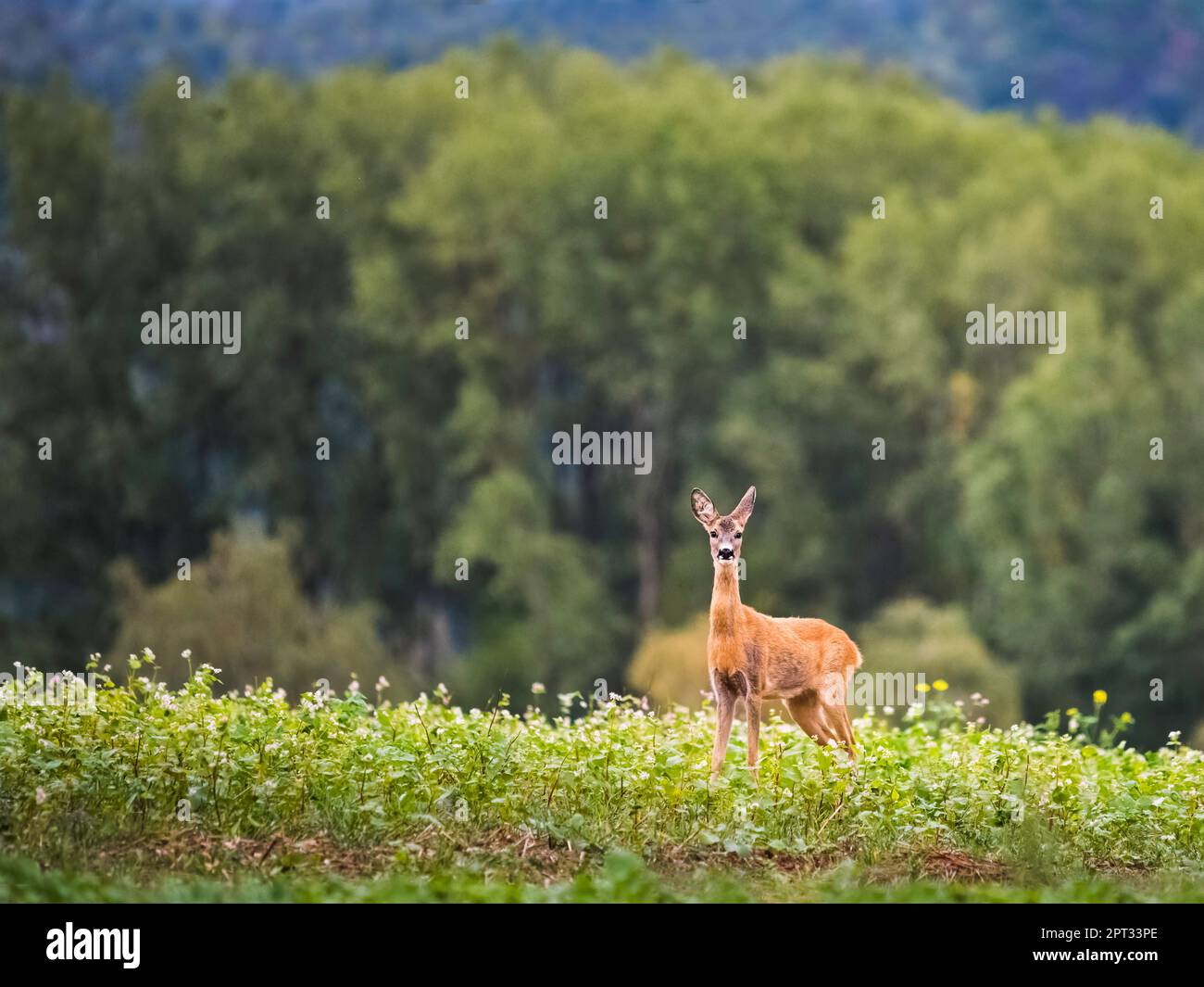 Roe-deer in the morning mist Stock Photo - Alamy