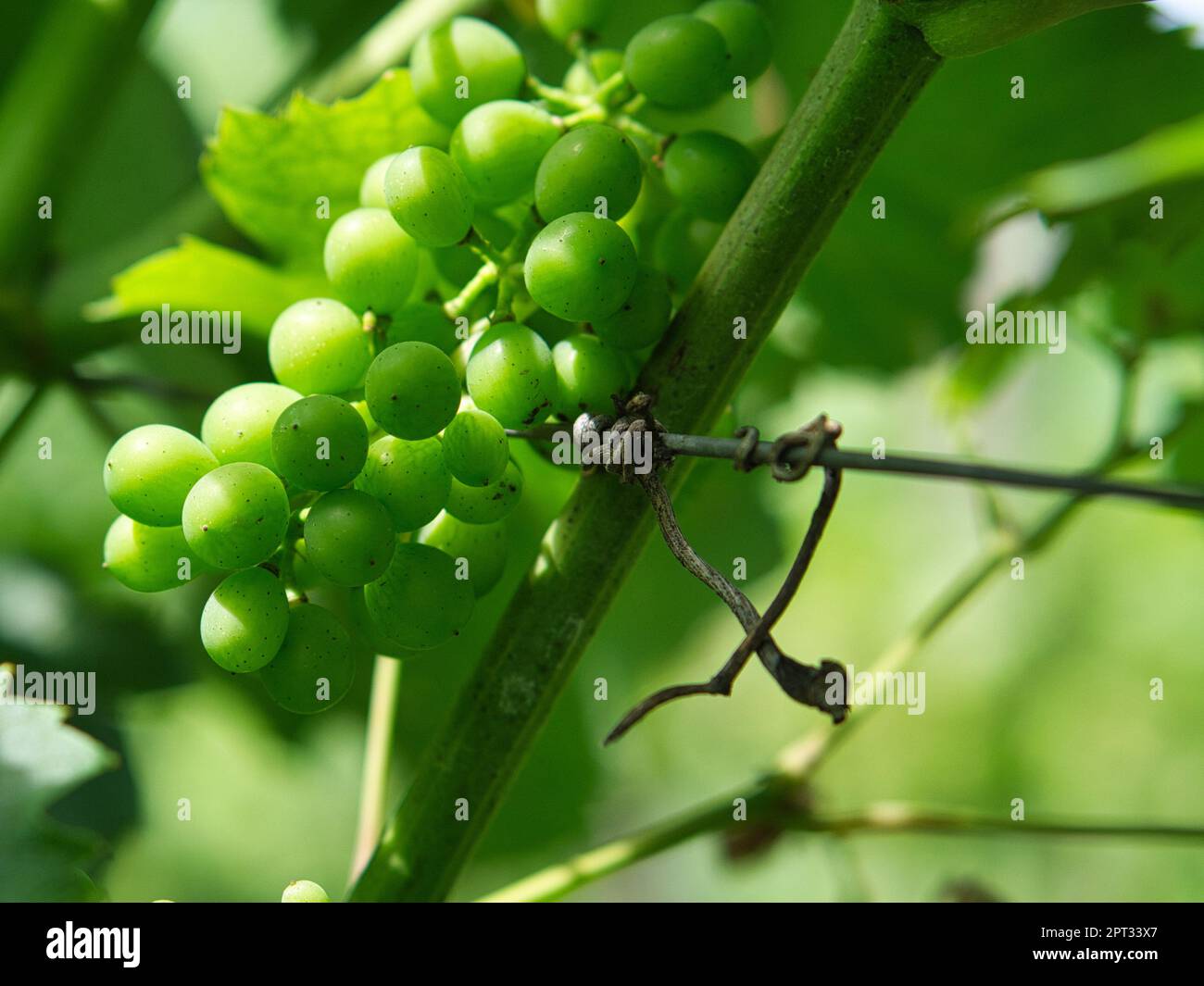 Grapes in rich colors. The vines with the grapes are ripe. These are ...