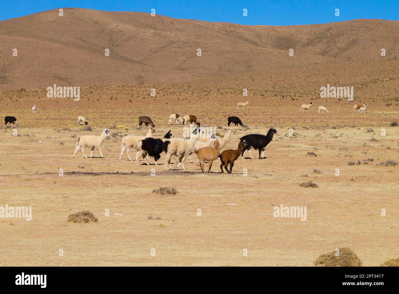 Bolivian llama breeding on Andean plateau,Bolivia Stock Photo - Alamy