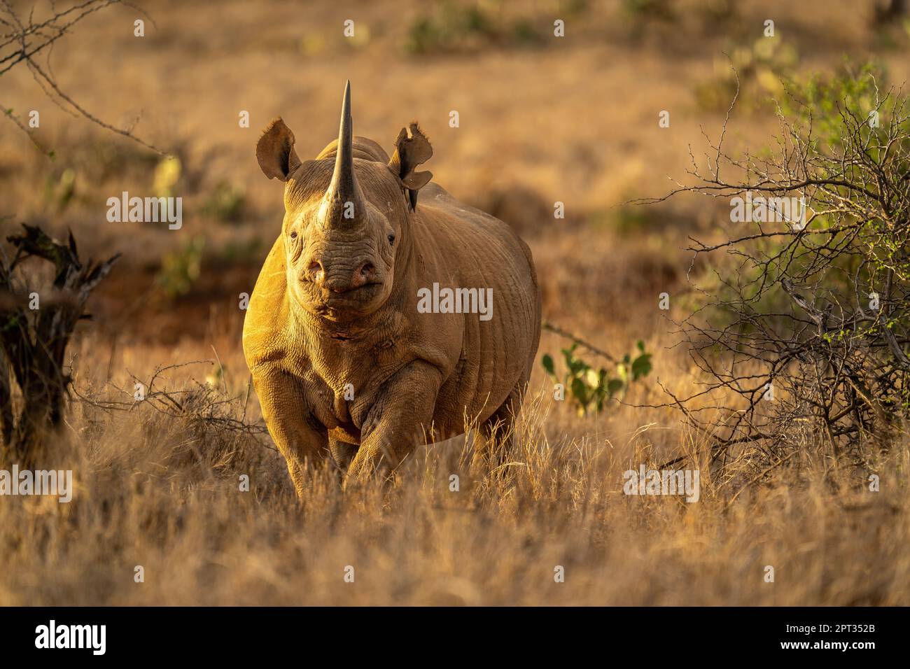 Black rhino stands near bushes eyeing camera Stock Photo - Alamy