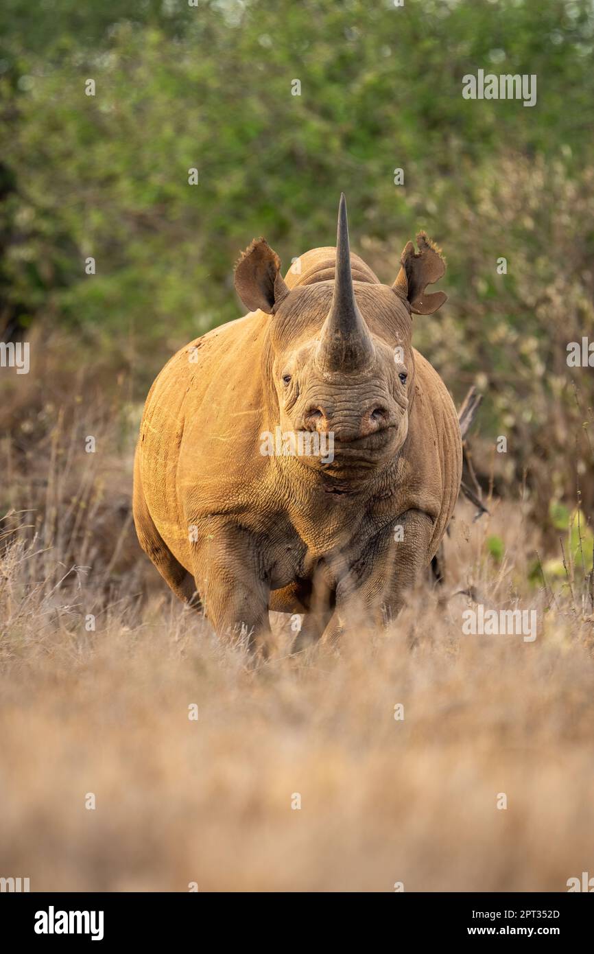 Black rhino stands pointing straight towards camera Stock Photo - Alamy