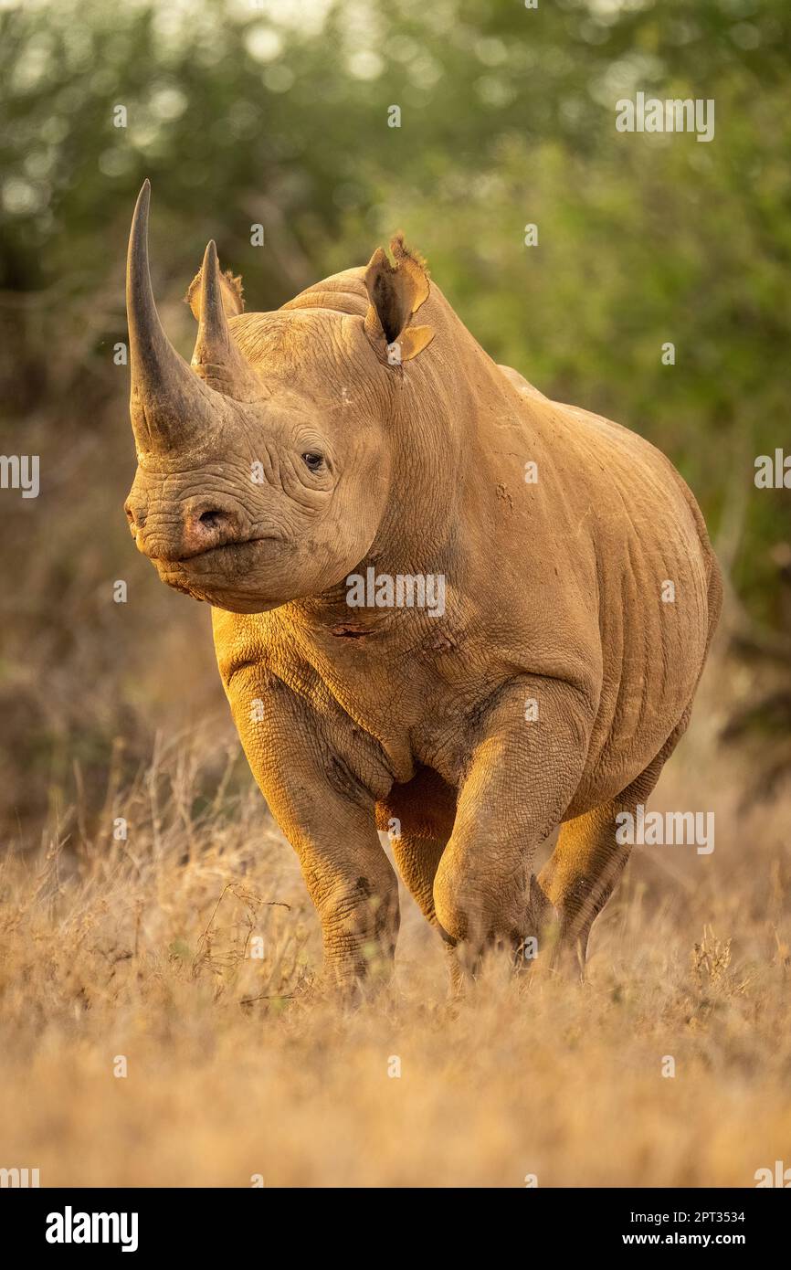 Black rhino walks through grass eyeing camera Stock Photo - Alamy