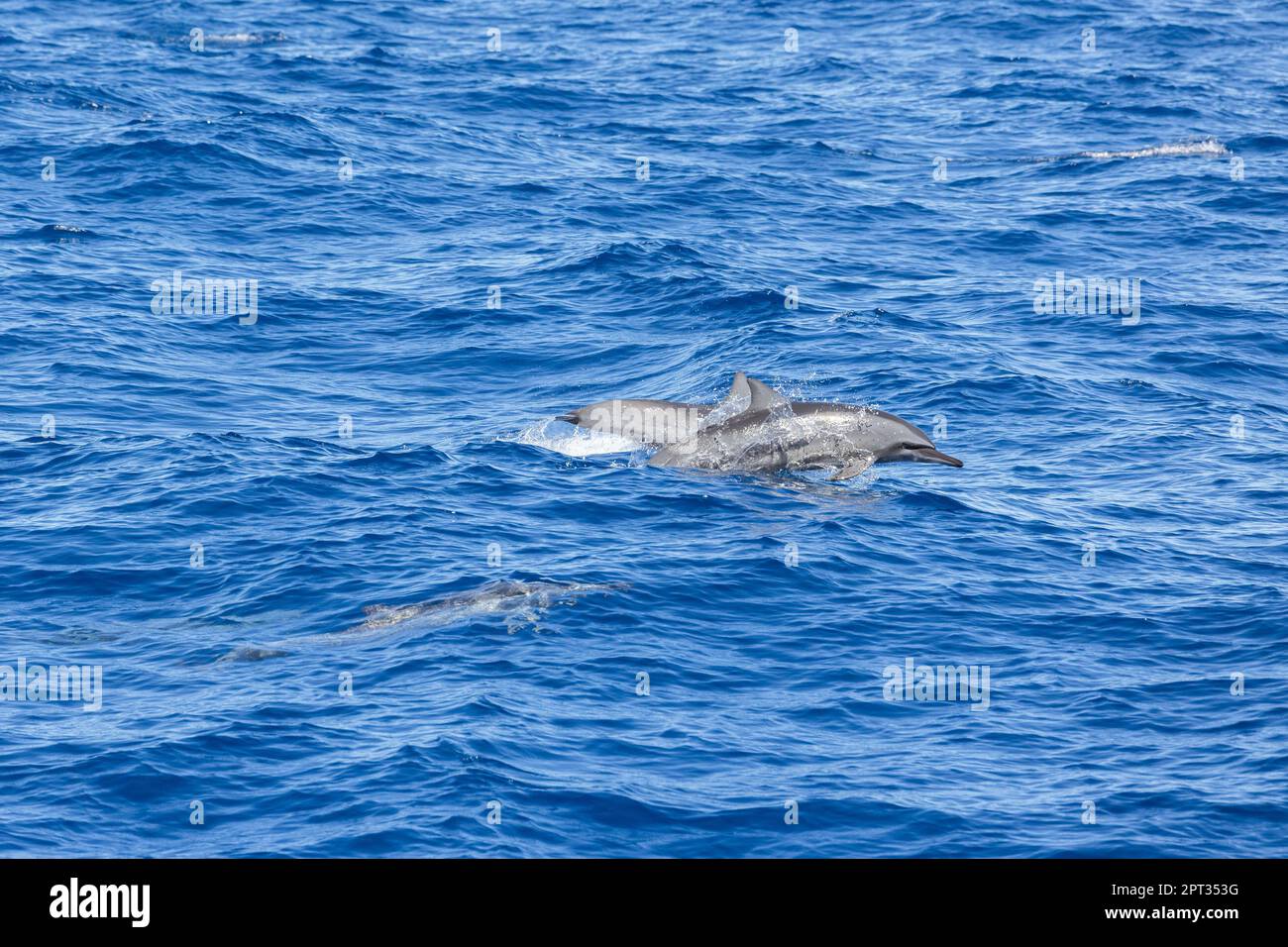 Dolphins jump out of the sea in Hualien harbor of Taiwan Stock Photo ...
