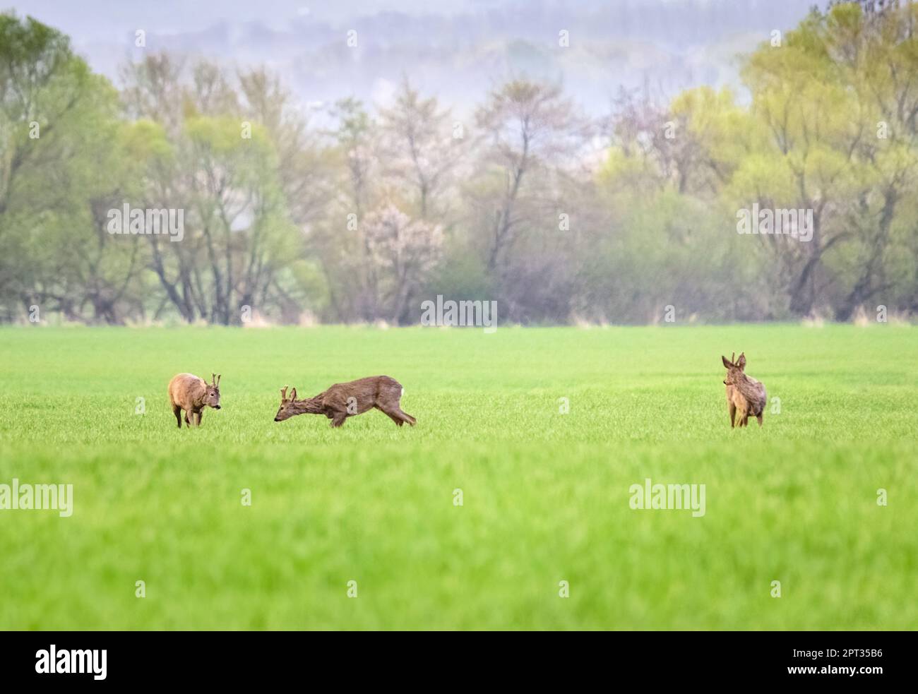 Rivalry of roebucks in a territorial fight in spring nature at sunrise ...