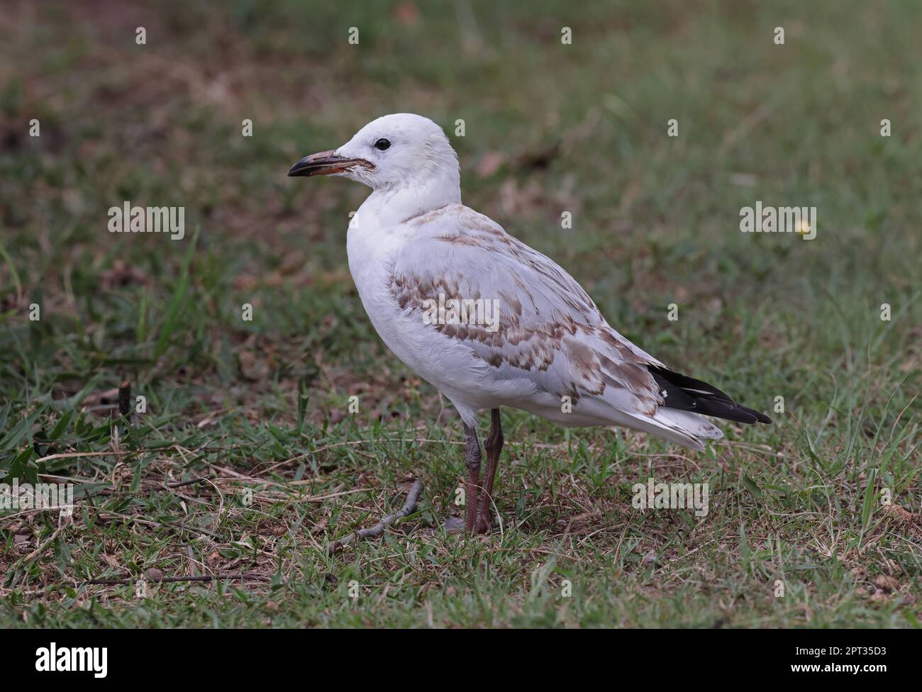 Silver Gull (Larus novaehollandiae) immature standing on grass North ...