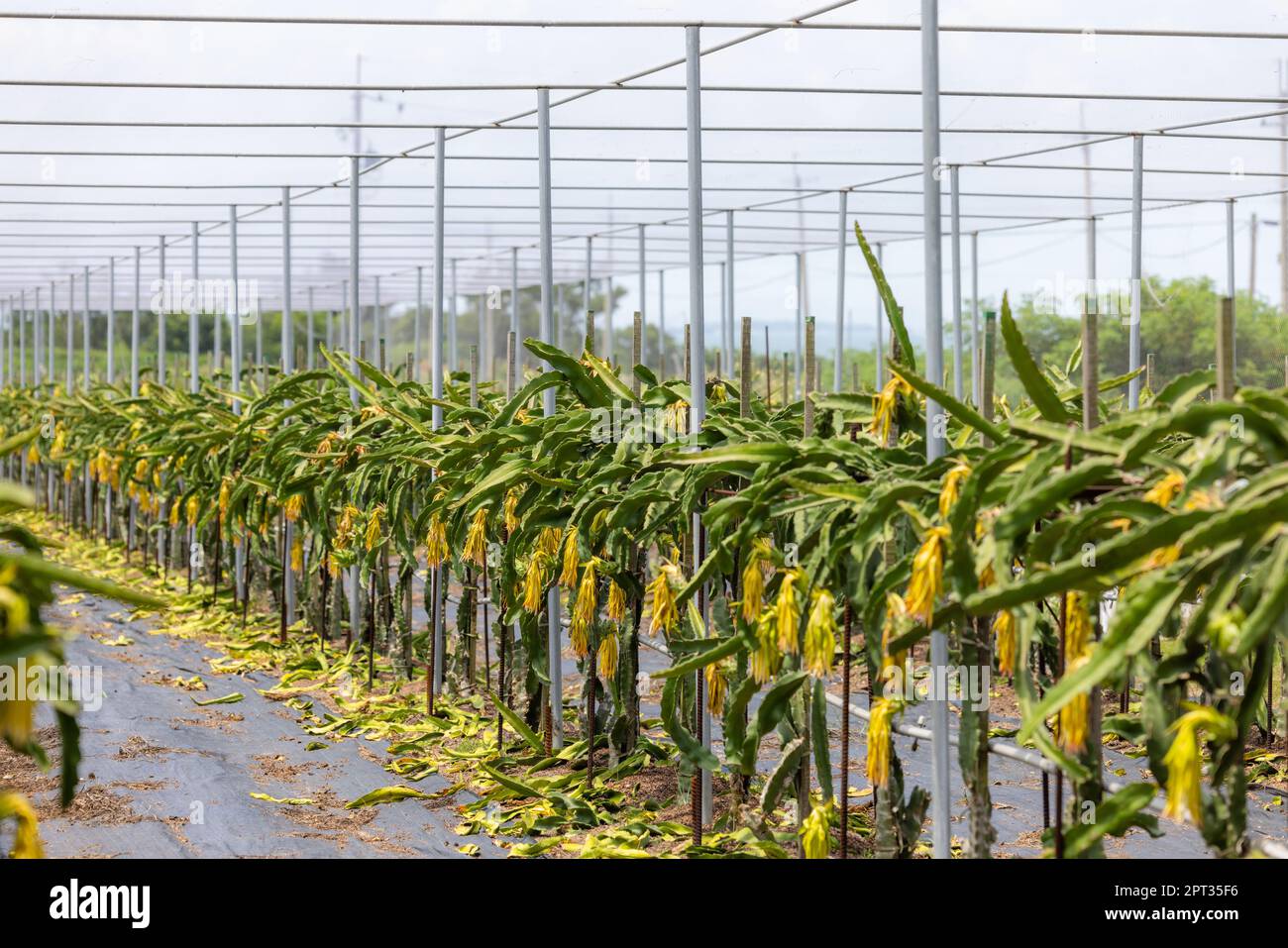 Dragon fruit field in glasshouse Stock Photo - Alamy