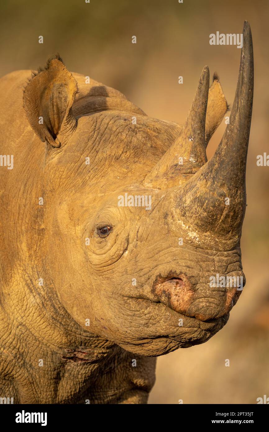 Close-up of black rhino looking towards camera Stock Photo - Alamy