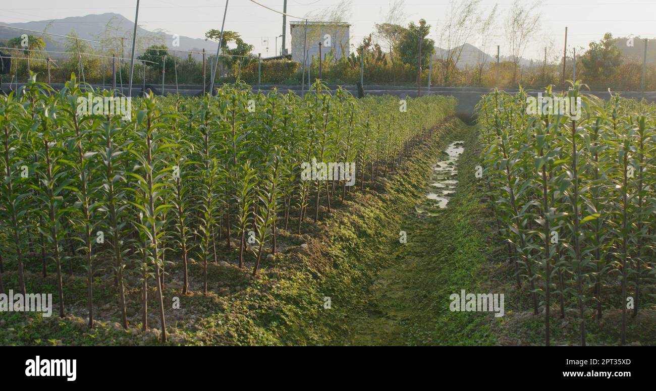 Flower lily planting on the farm garden Stock Photo - Alamy