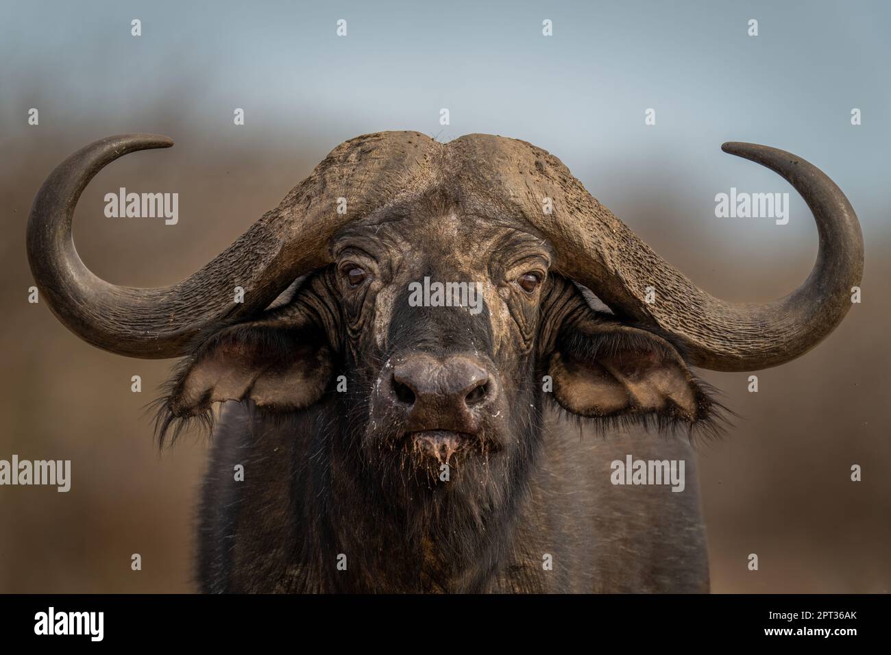 Close-up of standing Cape buffalo eyeing camera Stock Photo - Alamy
