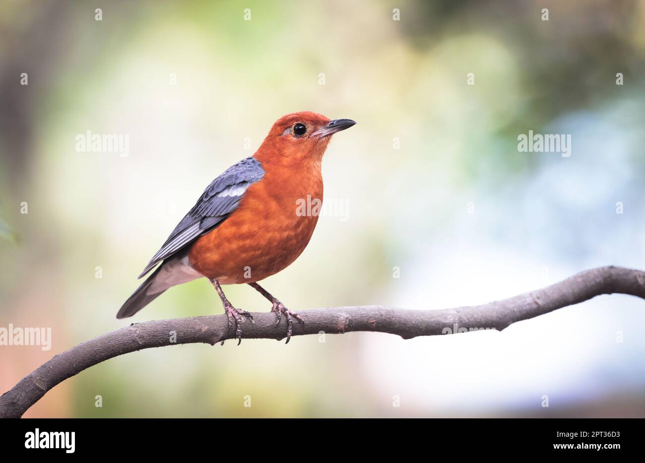 orange-headed thrush is a bird in the thrush family. It is common in ...