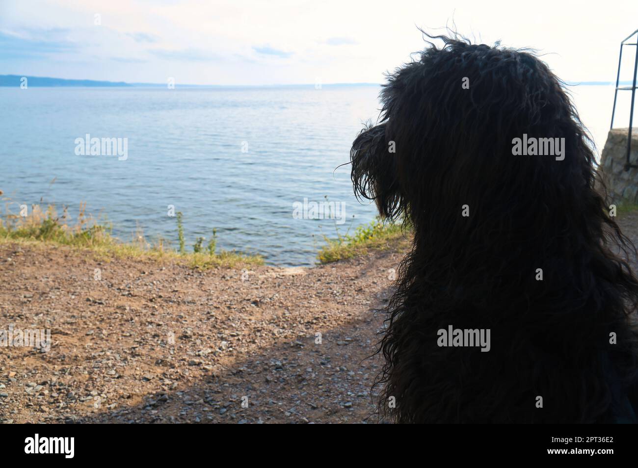 Goldendoodle with view on the Vätterm at the ruin Näs slott in Sweden ...