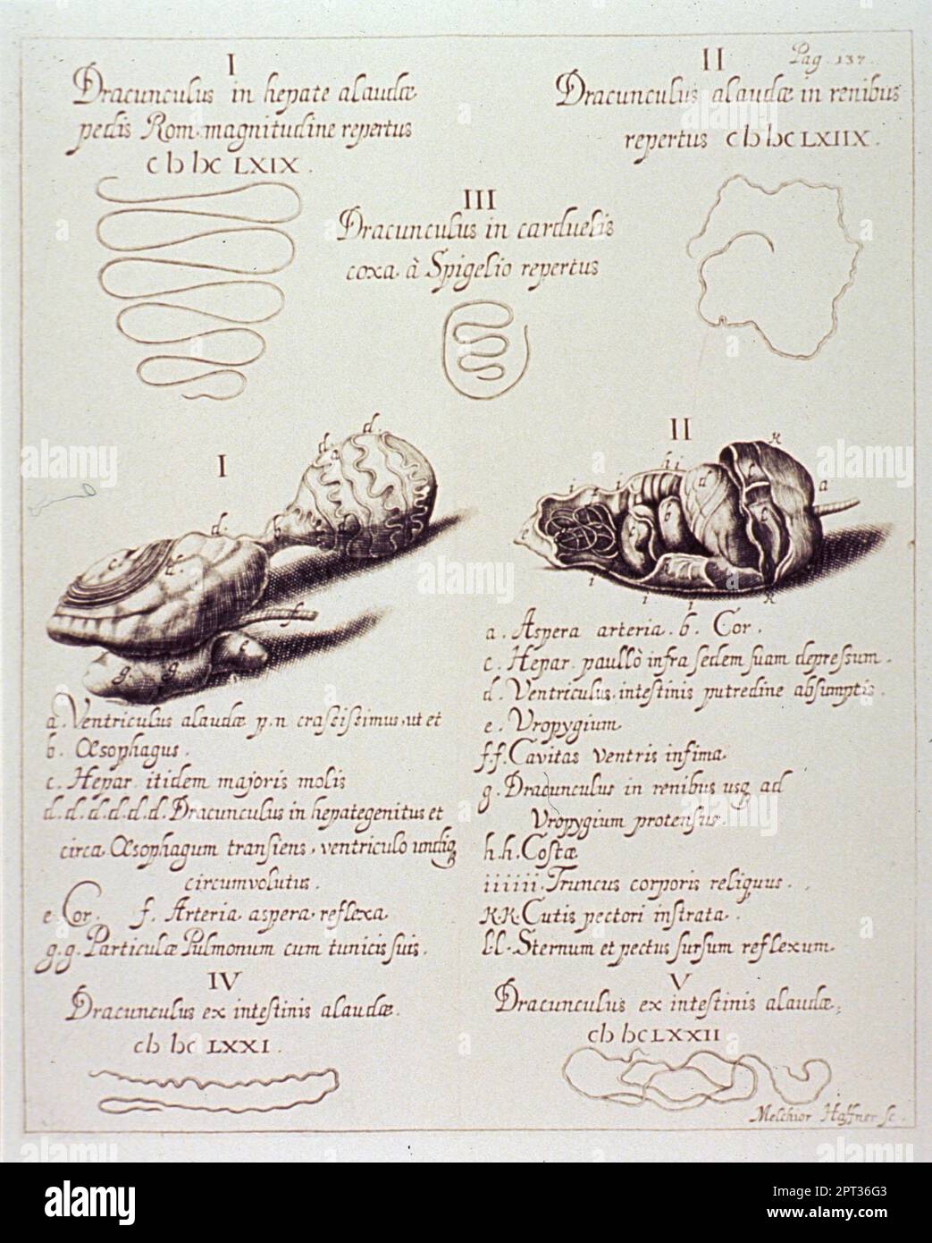 Dracunculus in hepate alaudae pedis Rom. magnitudine repertus ...