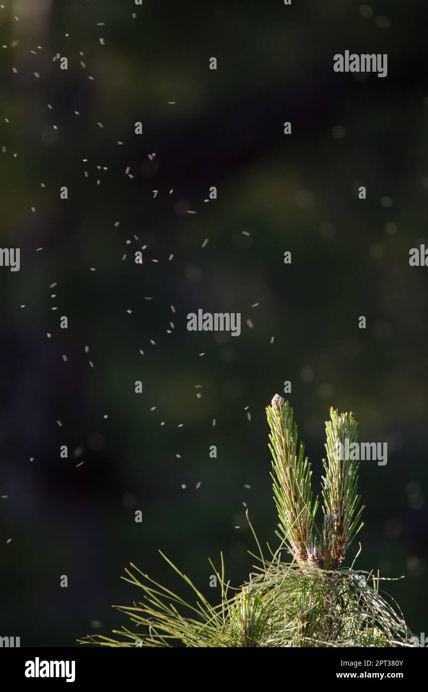 Branch of Canary Island pine Pinus canariensis and flying insects. The ...