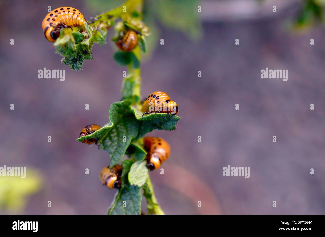 Colorado potato beetle larvae eat leaf of young potato, closeup. Pests ...