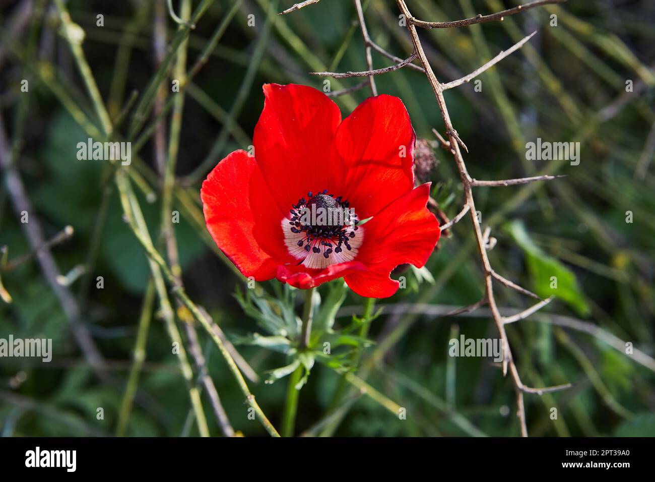 Wild red anemone flowers blooms close-up in spring. Desert of the Negev ...