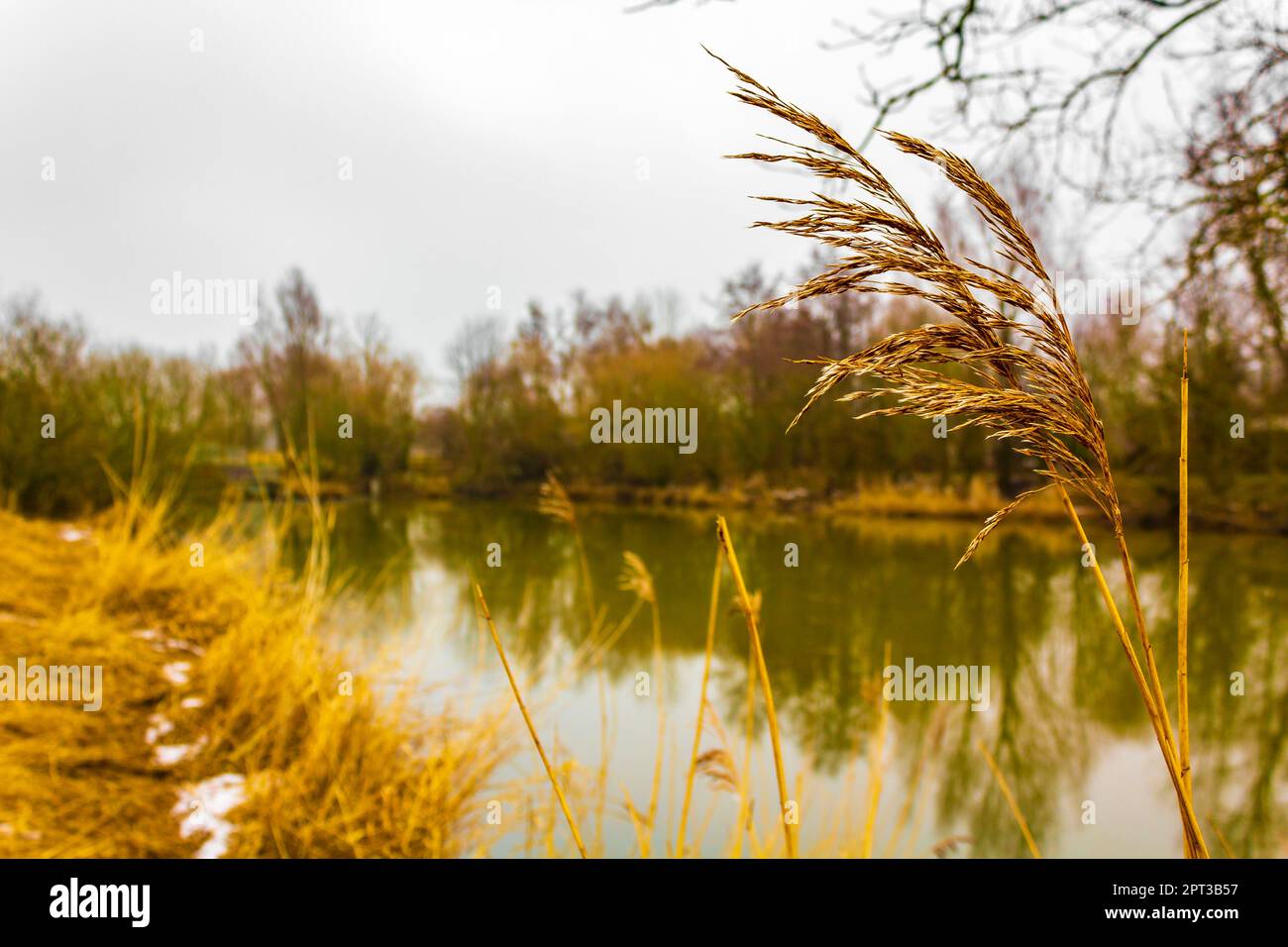 Frozen river stream pond and lake in cold nature forest environment in ...
