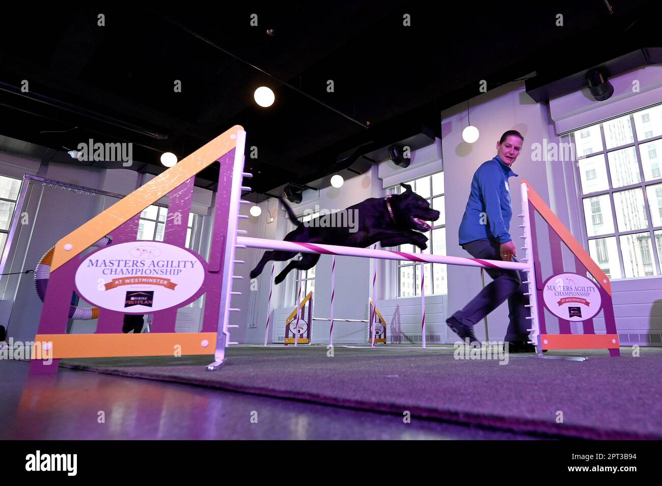 New York, USA. 27th Apr, 2023. Staffordshire Bull Terrier named ‘Harley ...