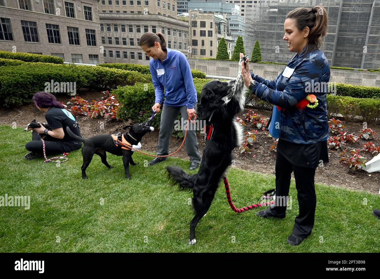 New York, USA. 27th Apr, 2023. A Border Collie named ‘Fever' (r) gives ...