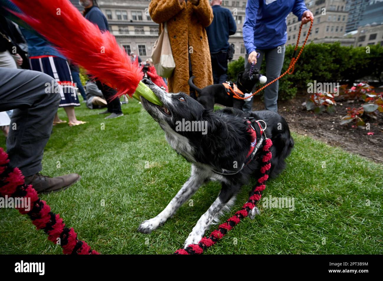 New York, USA. 27th Apr, 2023. A Border Collie named ‘Fever' (l) and a ...