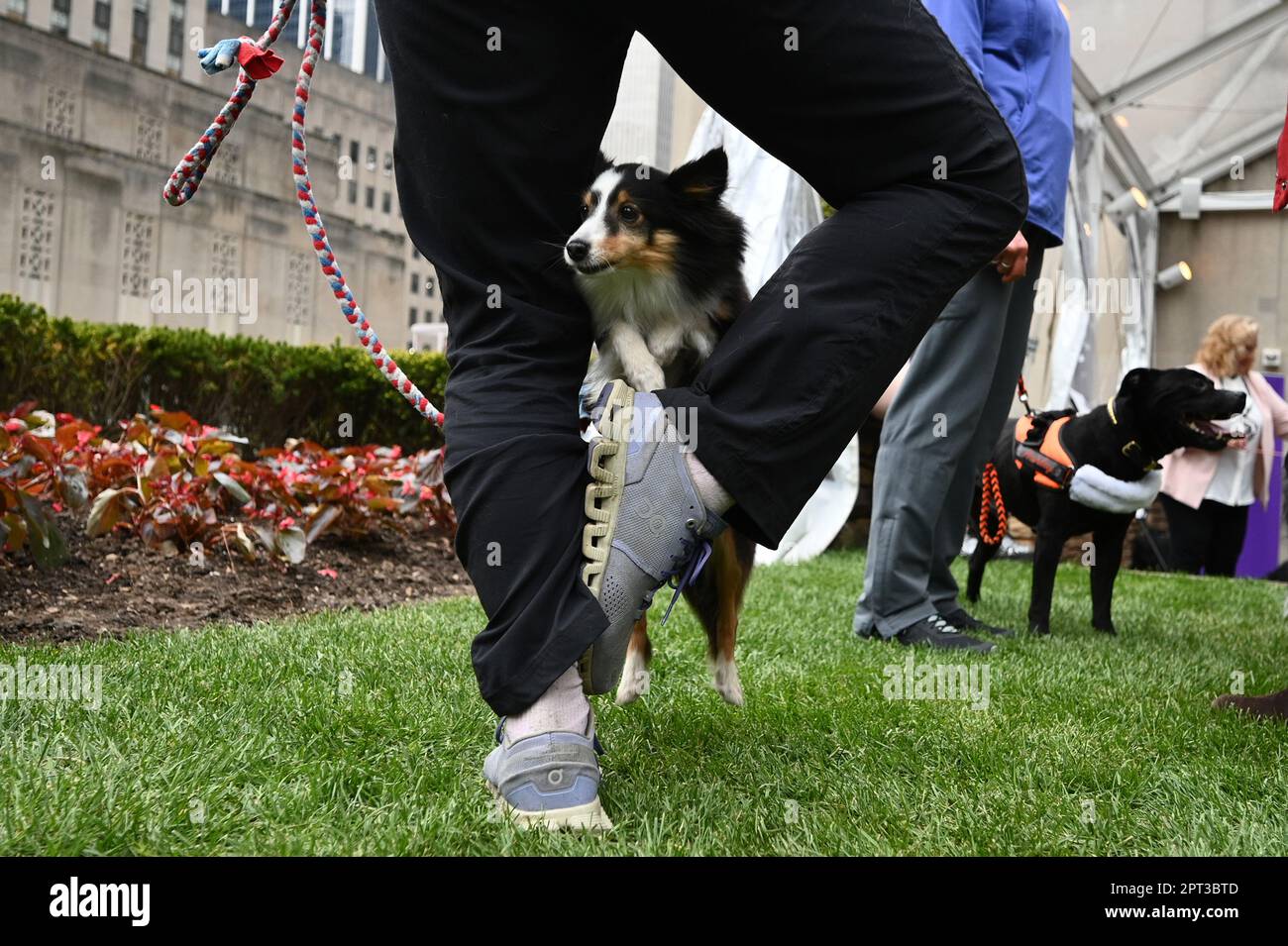 New York, USA. 27th Apr, 2023. Rowan, a Shetland Sheep dog (Sheltie ...