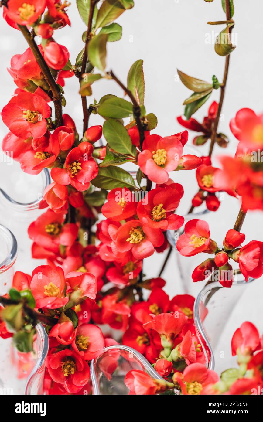 pink quince branches in vase against white Stock Photo - Alamy