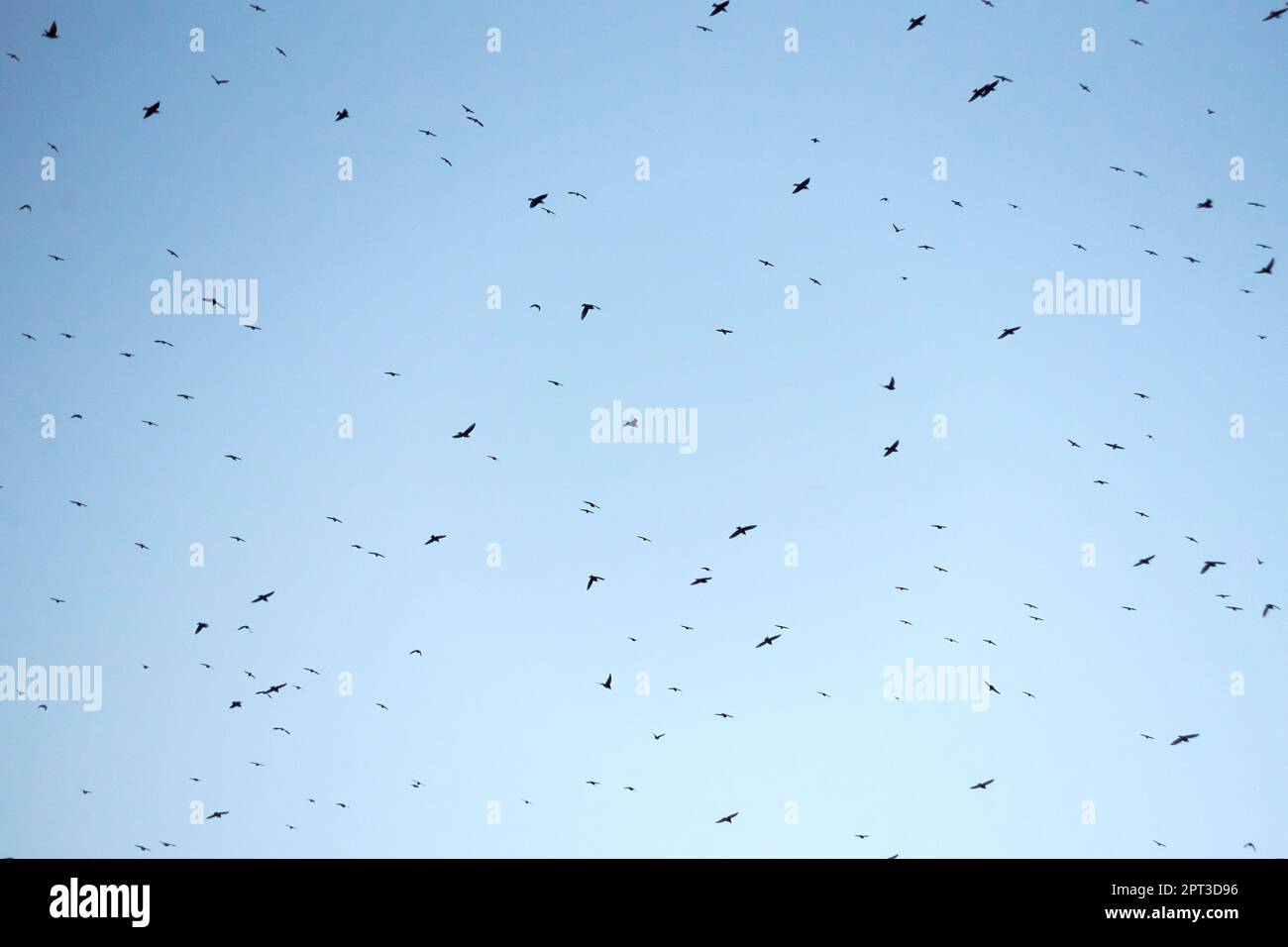 Exposed blue sky full of birds flying overhead. Background, chaos ...