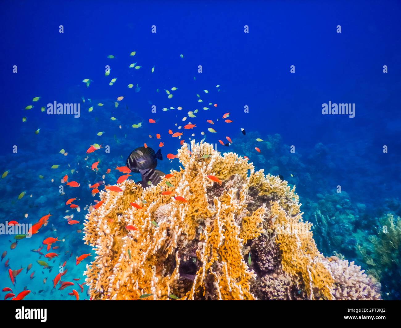 colorful different fishes near corals in deep blue seawater while ...