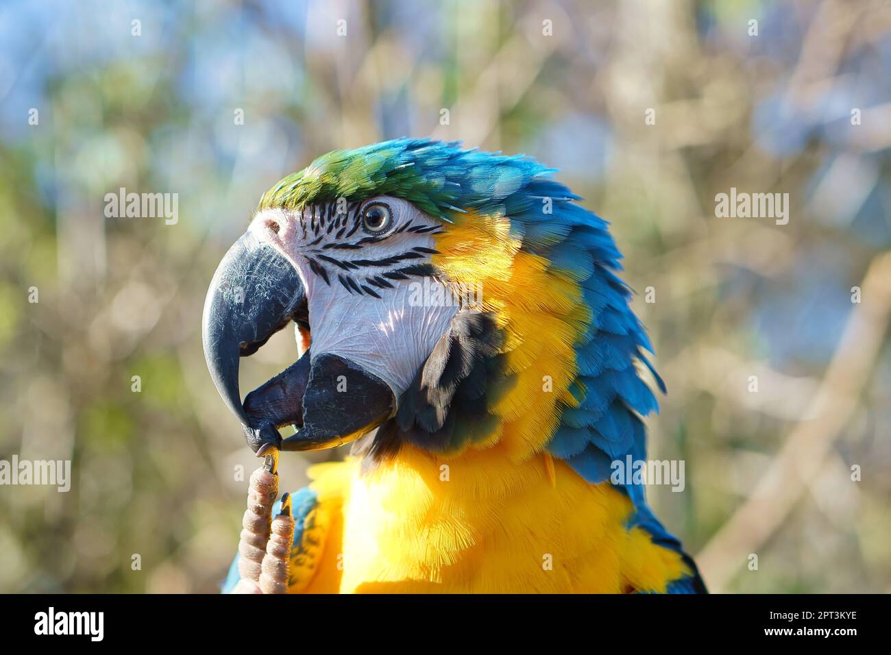 Portrait of a yellow macaw on a branch. The parrot bird is an ...