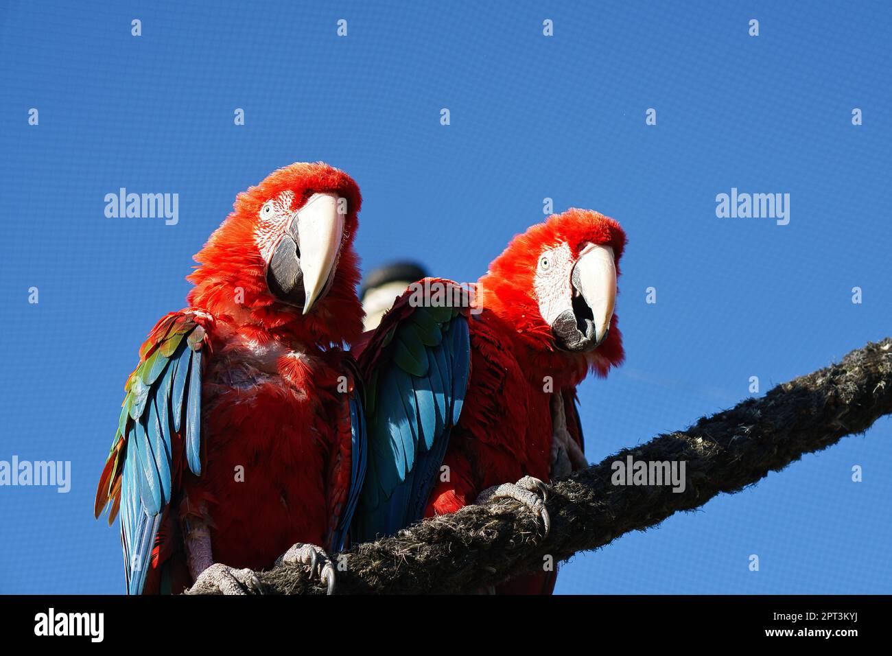Portrait of two red macaws on a branch. The parrot bird is an ...