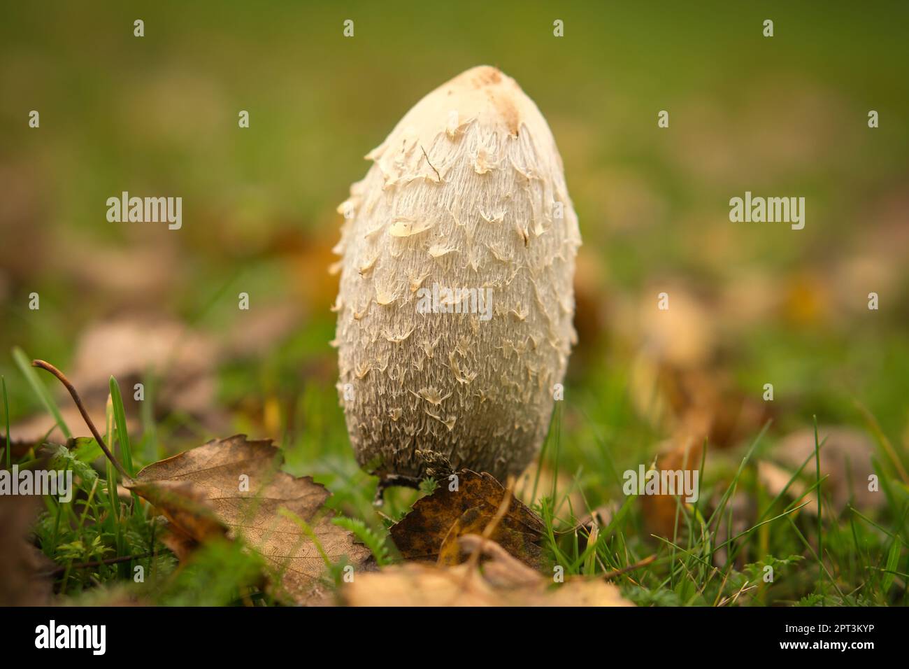 Young crested inkling growing on forest floor between moss and needles ...