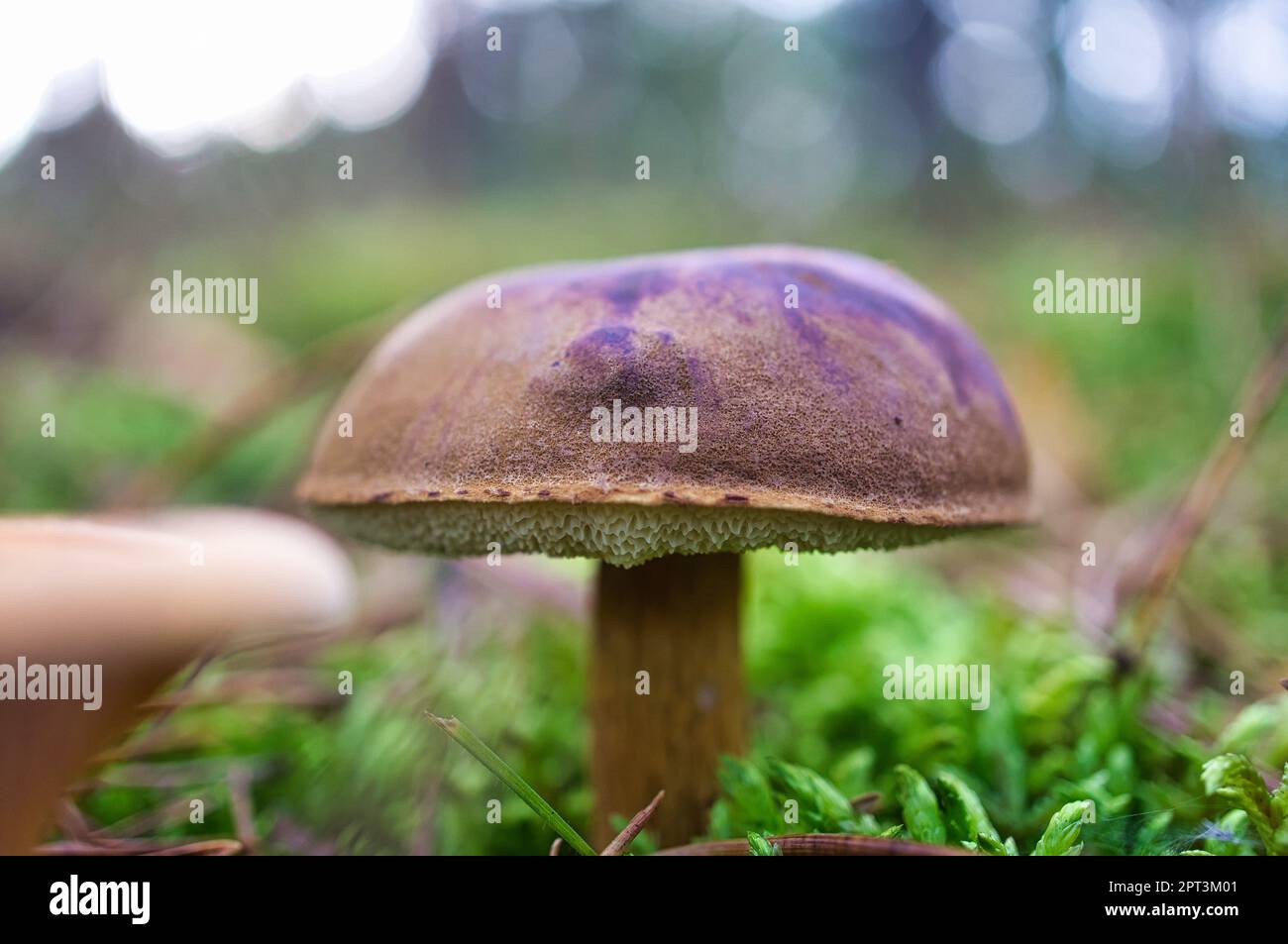 Chestnut, brown cap. Mushroom on the forest floor with moss and pine ...