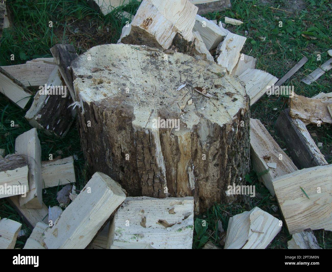 Fresh firewood chopped from the large Stock Photo - Alamy