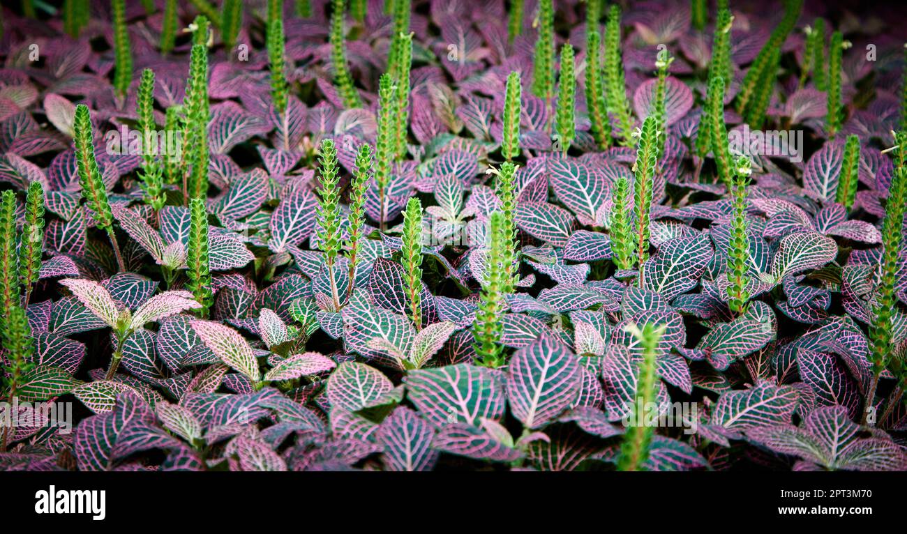 Green "tails" growing out of a sea of purple leaves Stock Photo - Alamy