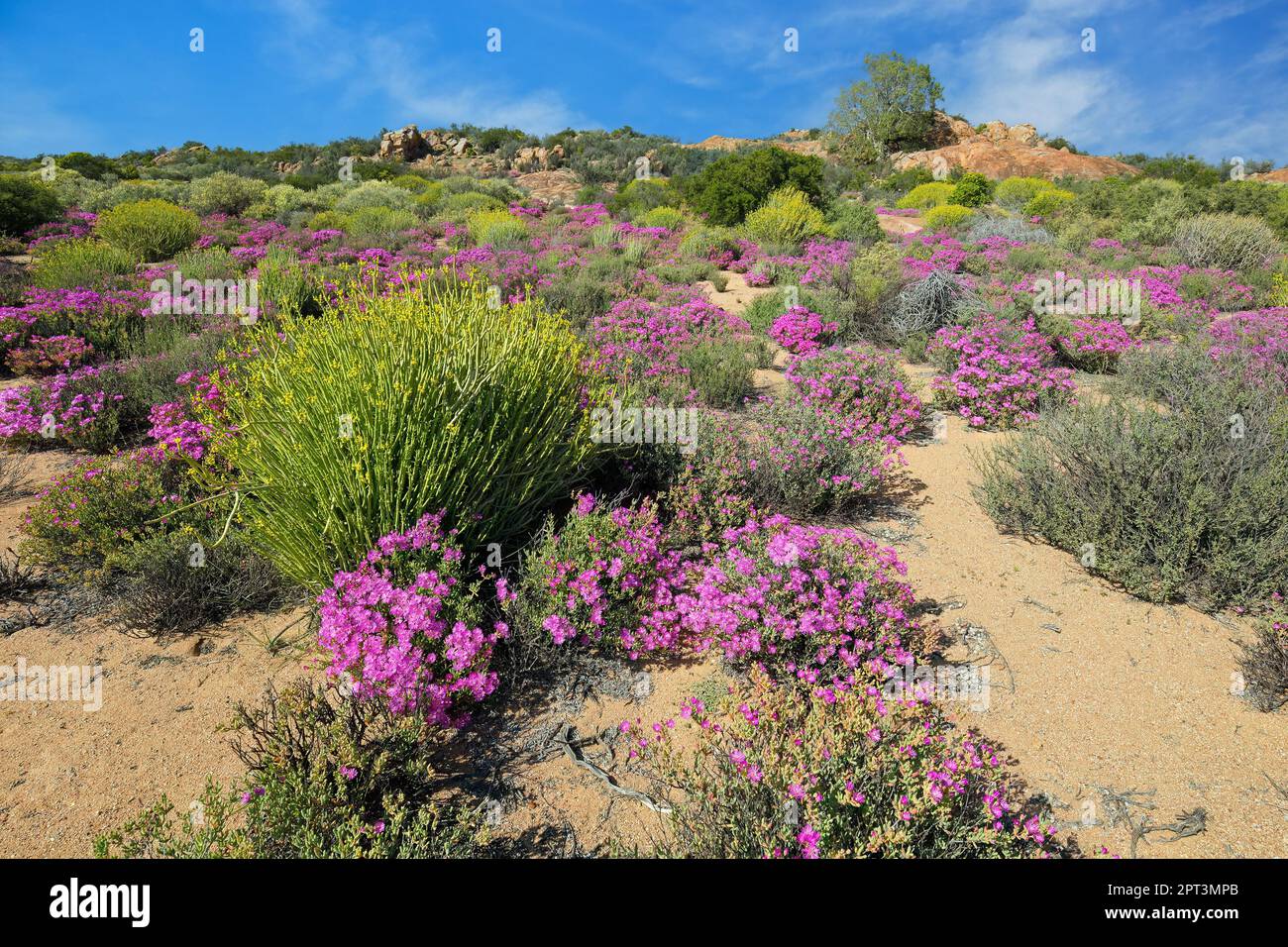 Brightly colored spring wildflowers, Namaqualand, Northern Cape, South ...