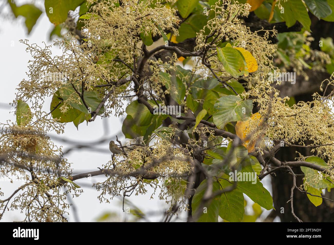 Sal tree hi-res stock photography and images - Alamy