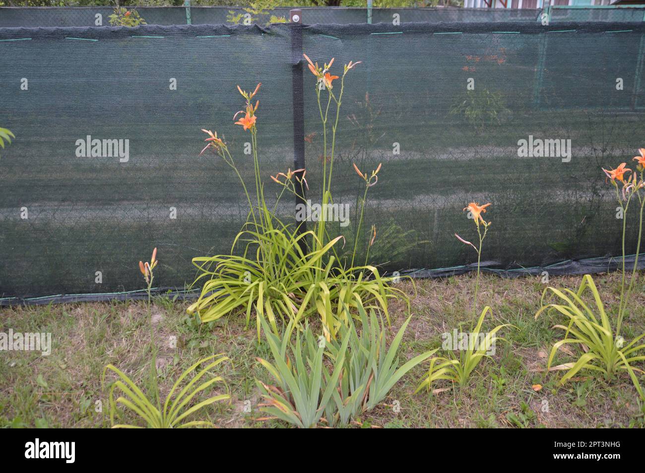 Flowers grow against the background of a shading net in a the garden ...