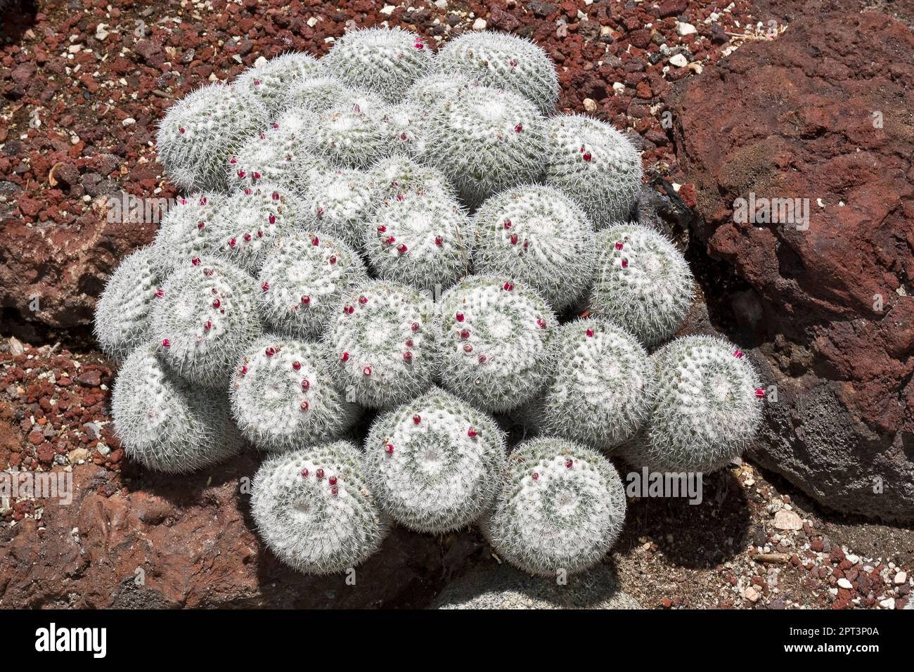 Ping pong ball cactus hi-res stock photography and images - Alamy