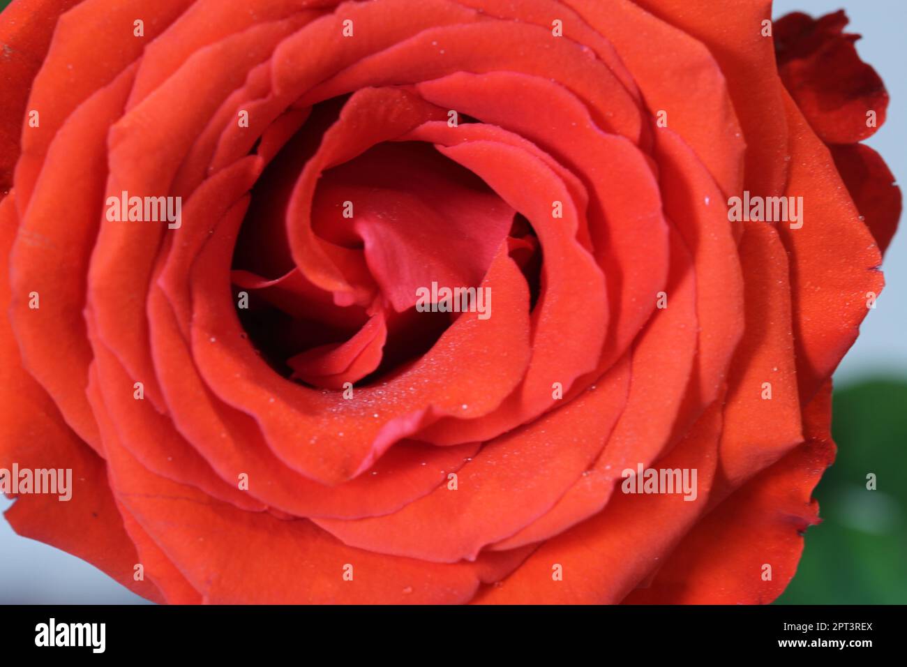 Rose macros hi-res stock photography and images - Alamy