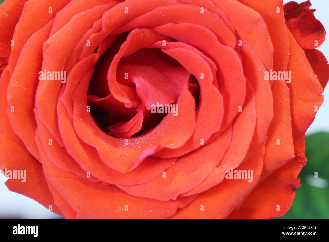 Rose macros hi-res stock photography and images - Alamy