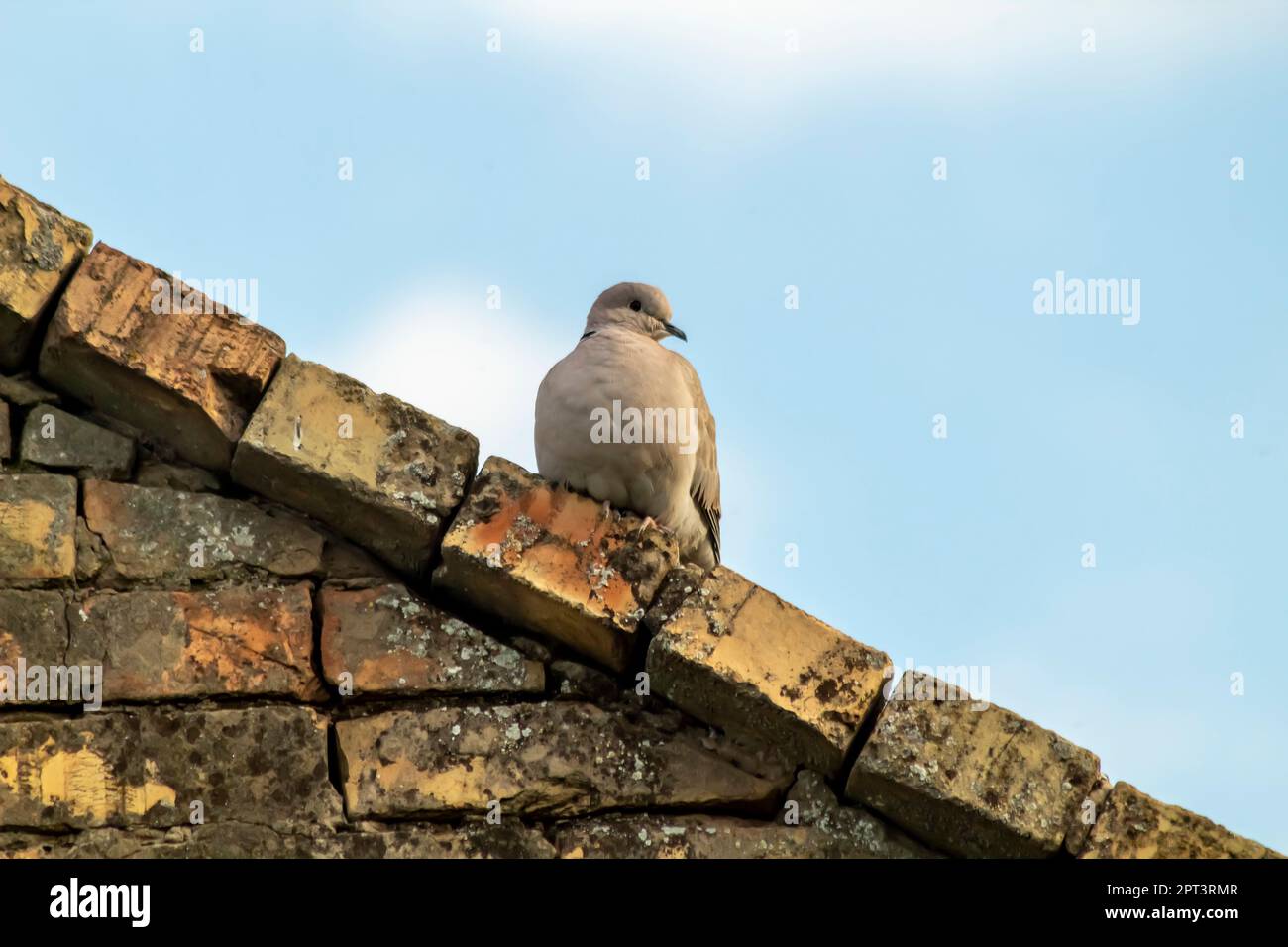 Eurasian collared dove sitting on roof Stock Photo - Alamy