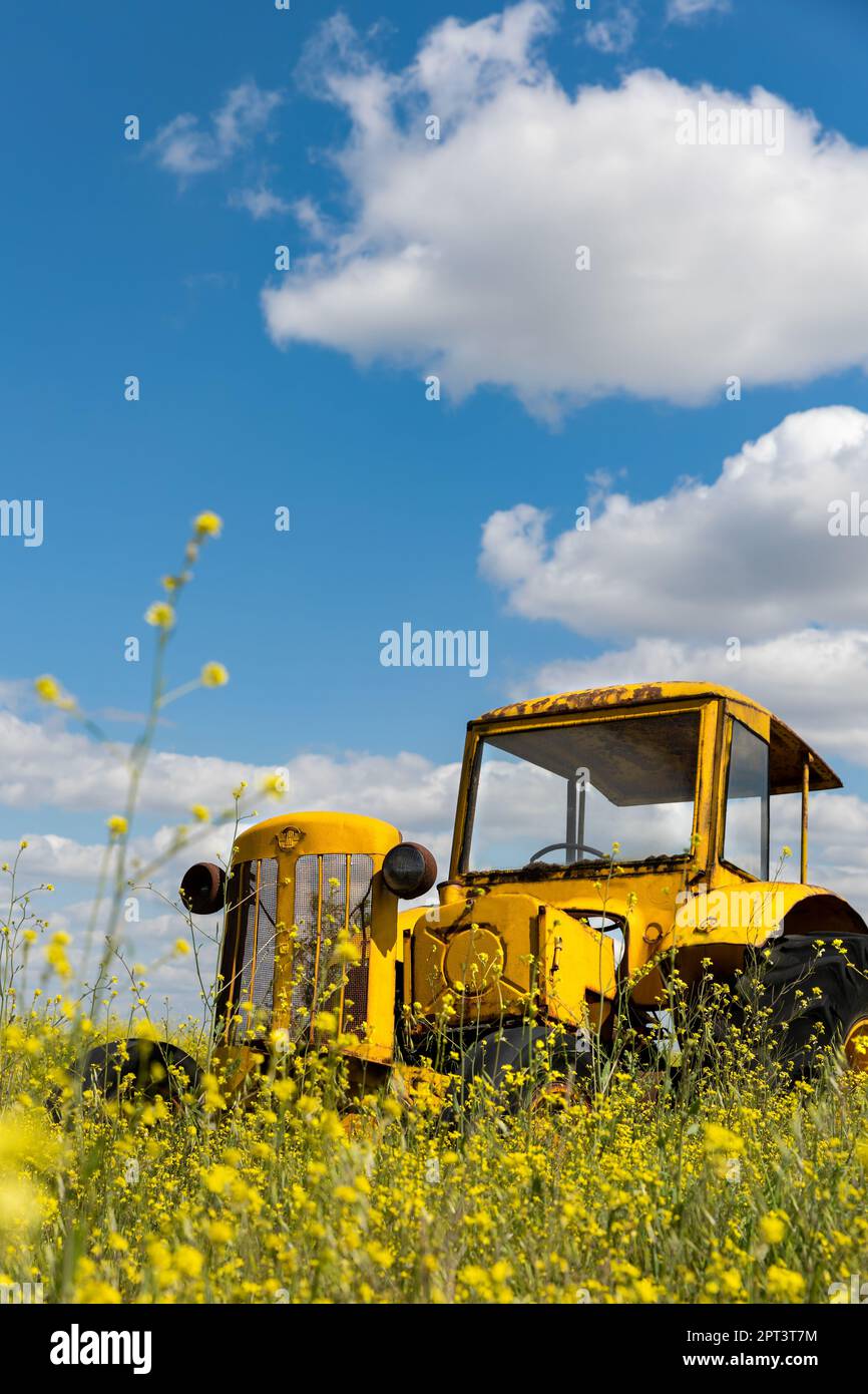 Antique yellow vintage old abandoned tractor in the field, yellow ...