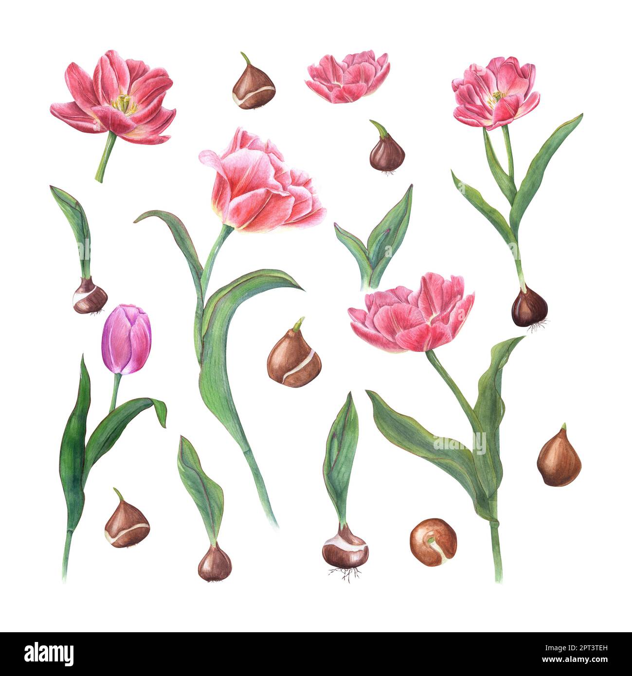 Watercolor botanical illustration of tulips and its parts isolated on ...