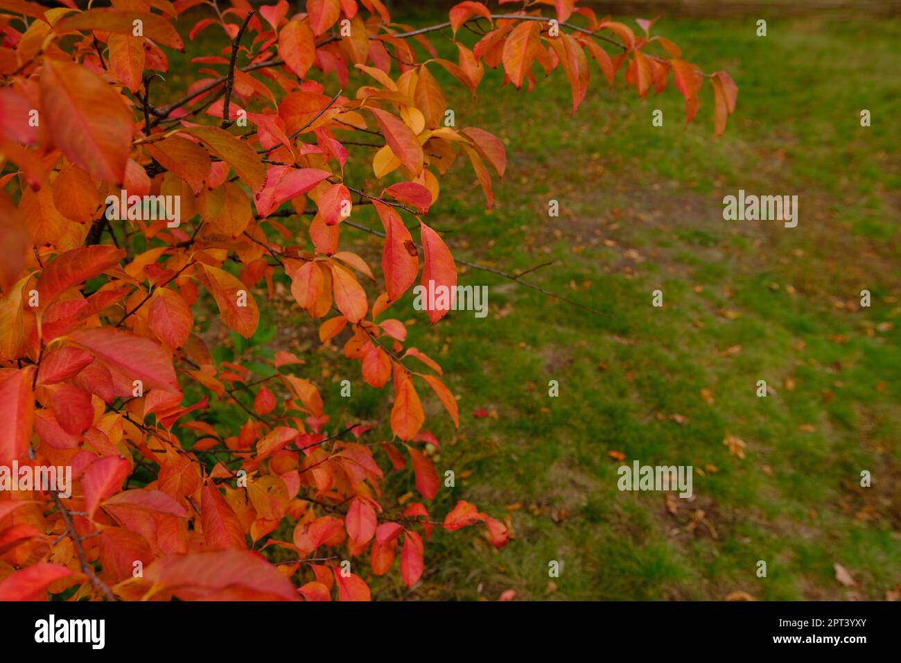 The Autumnal Colours of Nyssa sylvatica Tupelo or Black Gum Tree, red ...