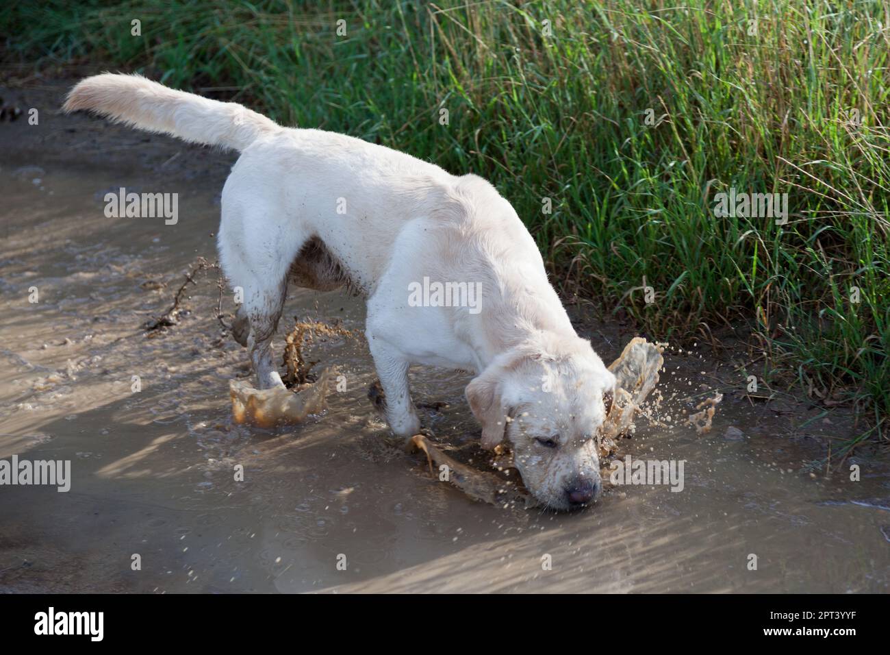 Labrador splashing through water hi-res stock photography and images ...