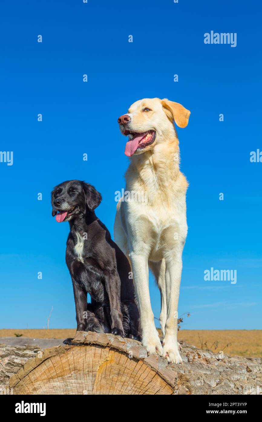 two happy dogs in front of blue sky Stock Photo - Alamy