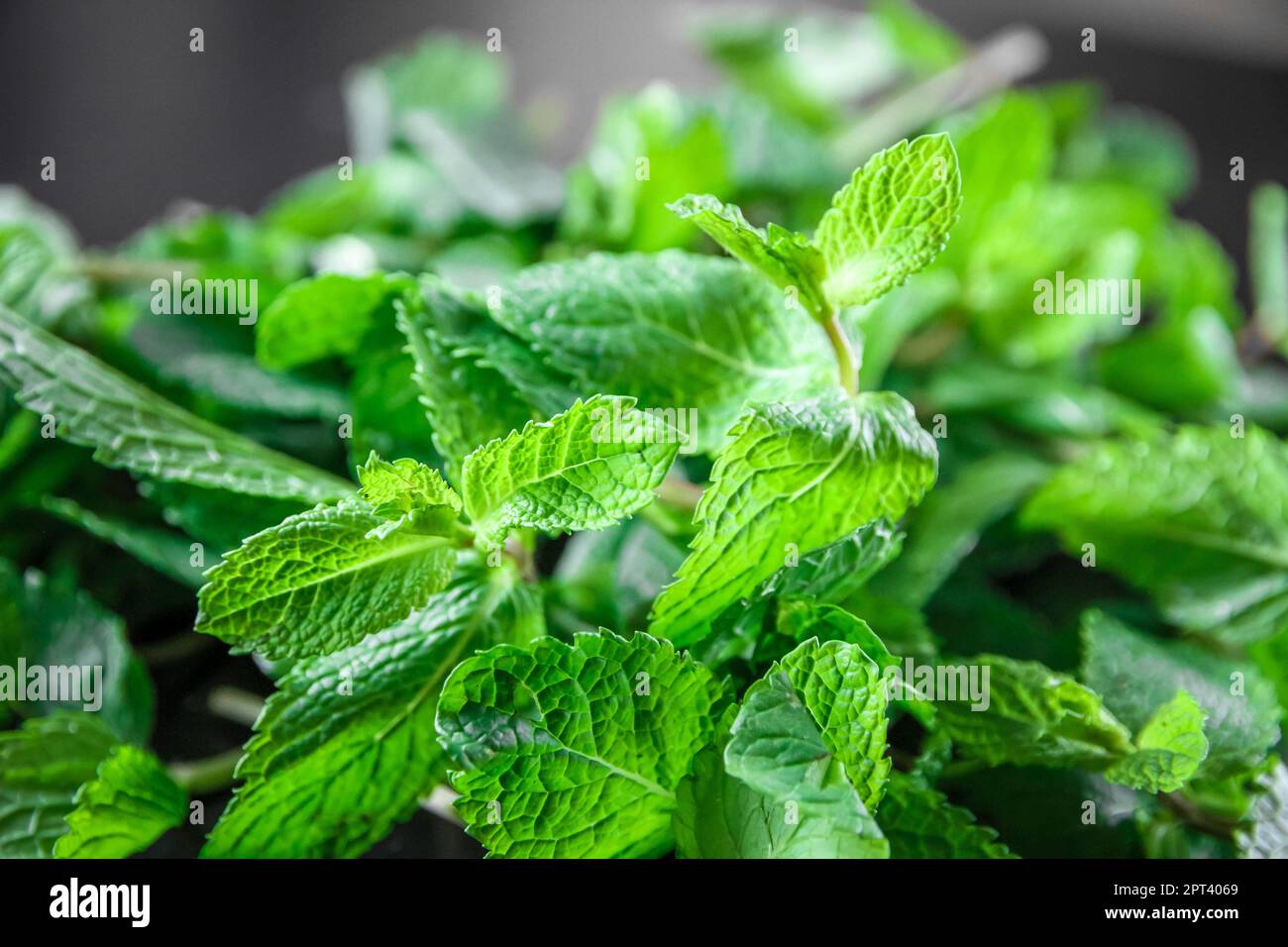 Bunch of fresh mint closeup view. Food background Stock Photo - Alamy