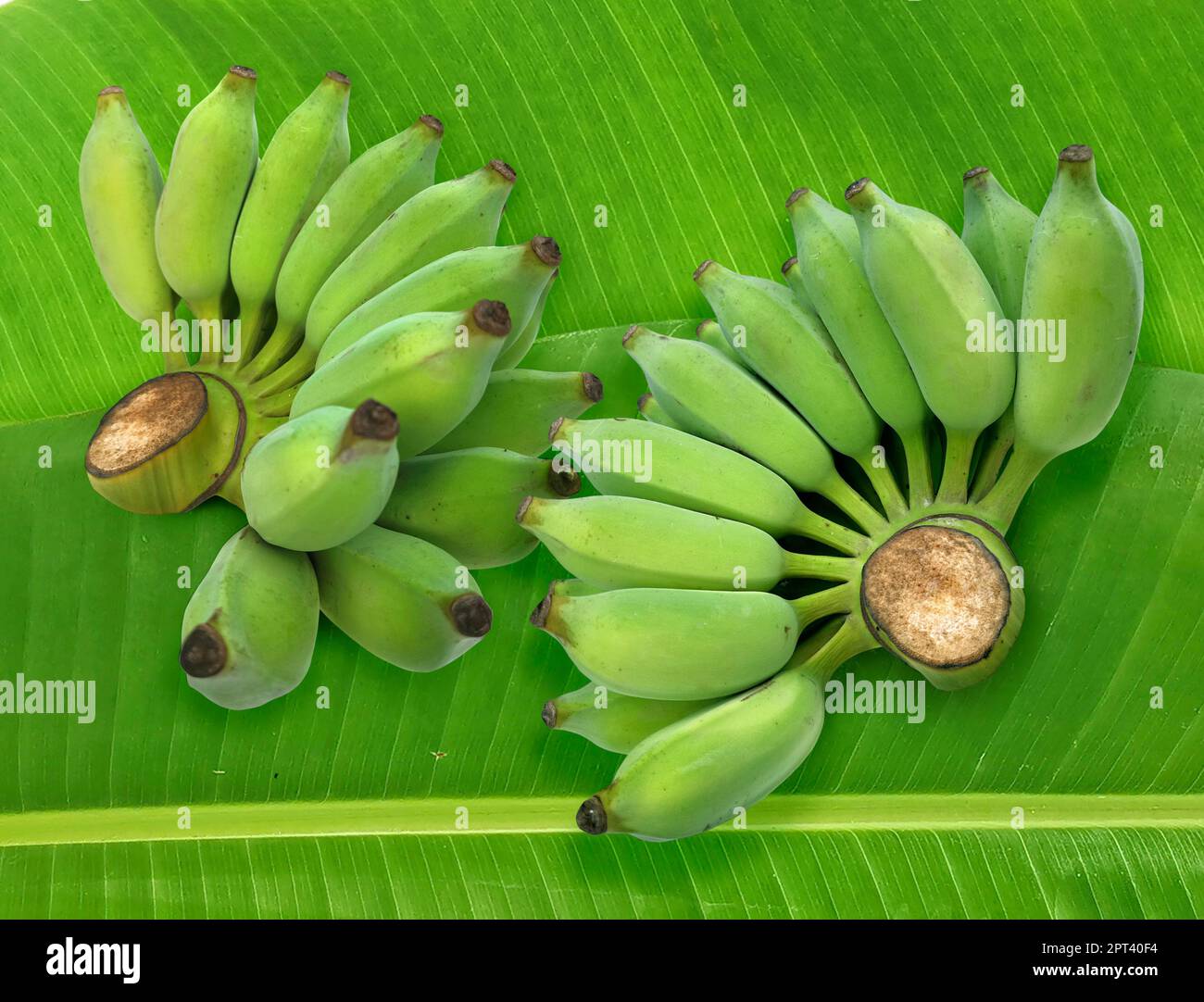 Fresh green raw banana on fresh banana leaves Stock Photo - Alamy