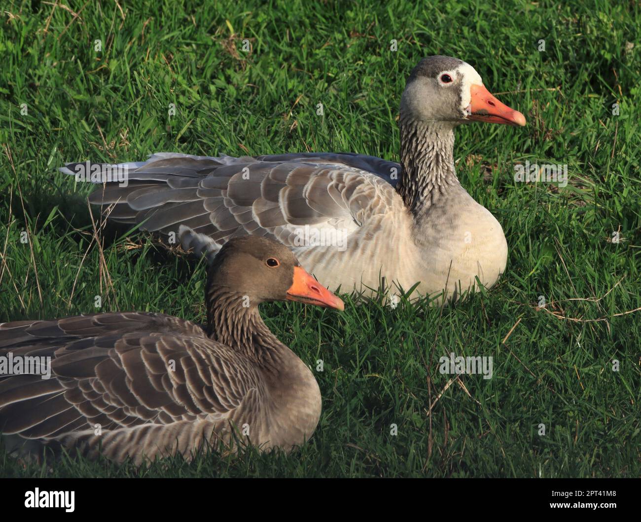 Hybrid goose in the background, a hybrid between greylag goose and swan ...