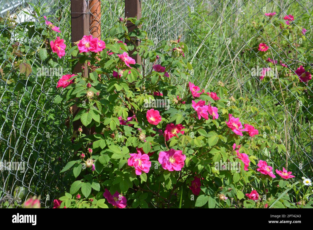 Bloomed flowers of plants in a the garden in summer Stock Photo - Alamy
